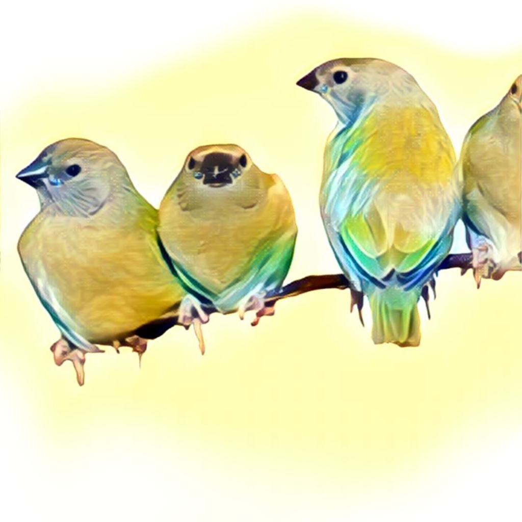Breeding Gouldian Finches>Success with Breeding Gouldians